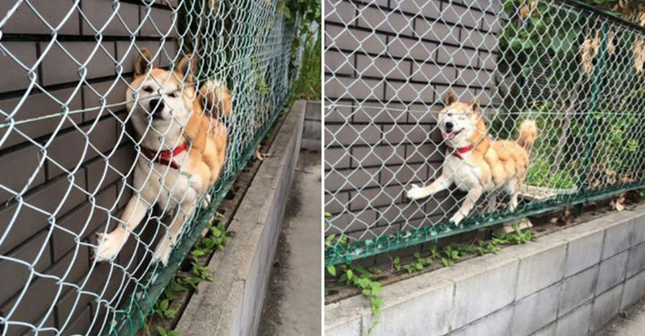 10 photos hilarantes de chiens dans de drôles de postures